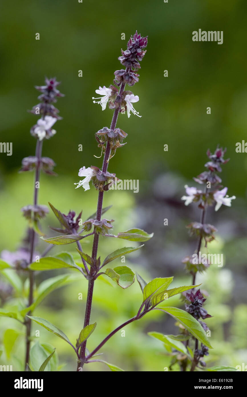 Ocimum basilicum hi-res stock photography and images - Alamy