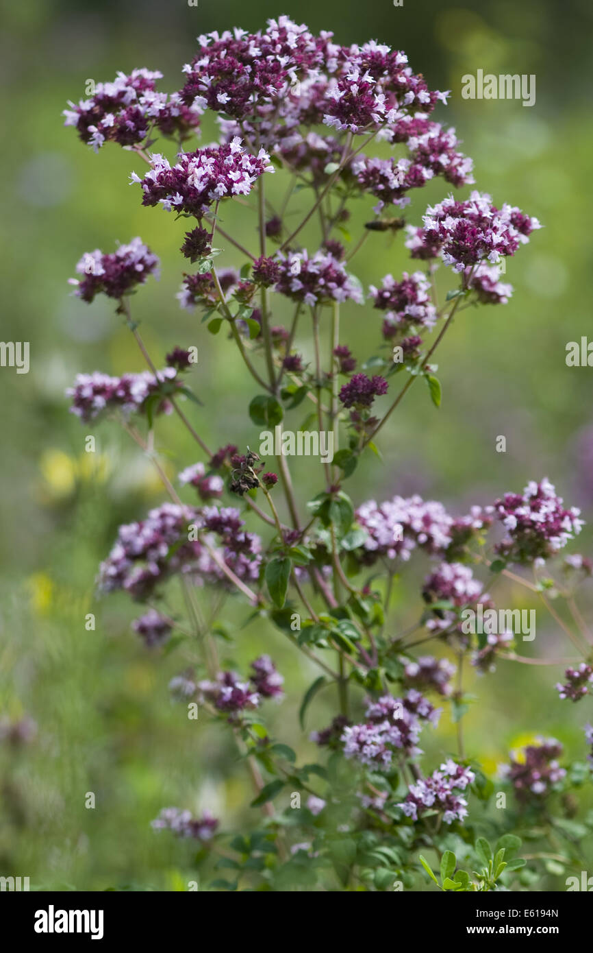 Oregano bloom hi-res stock photography and images - Alamy