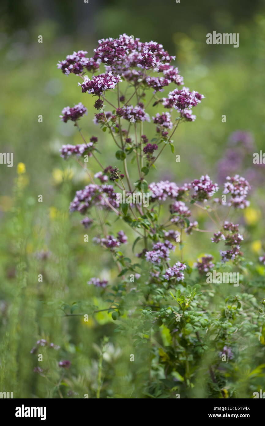 Oregano origanum vulgare hi-res stock photography and images - Alamy