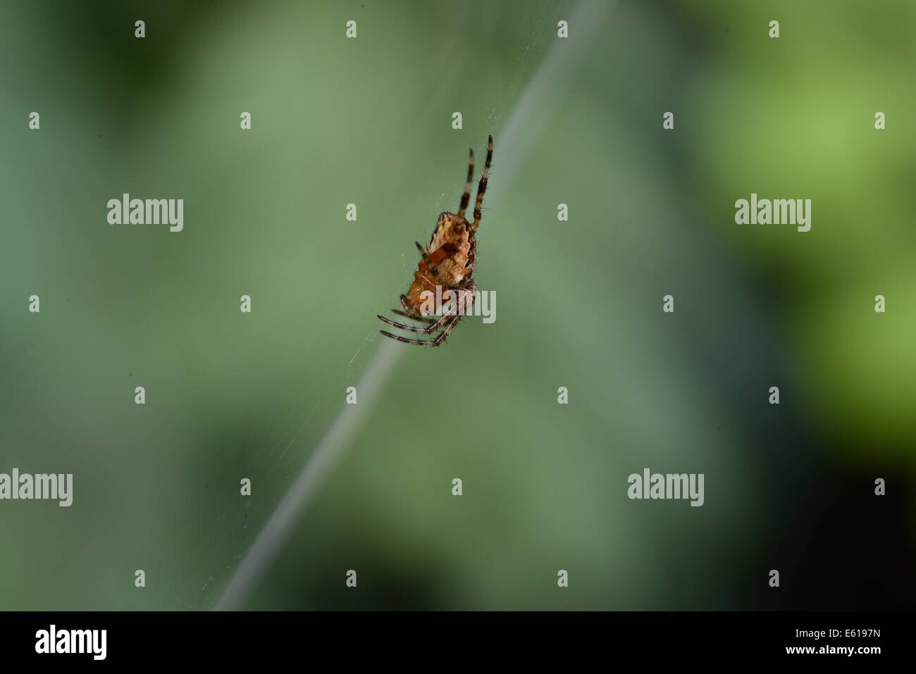 Spider in the woods Stock Photo - Alamy