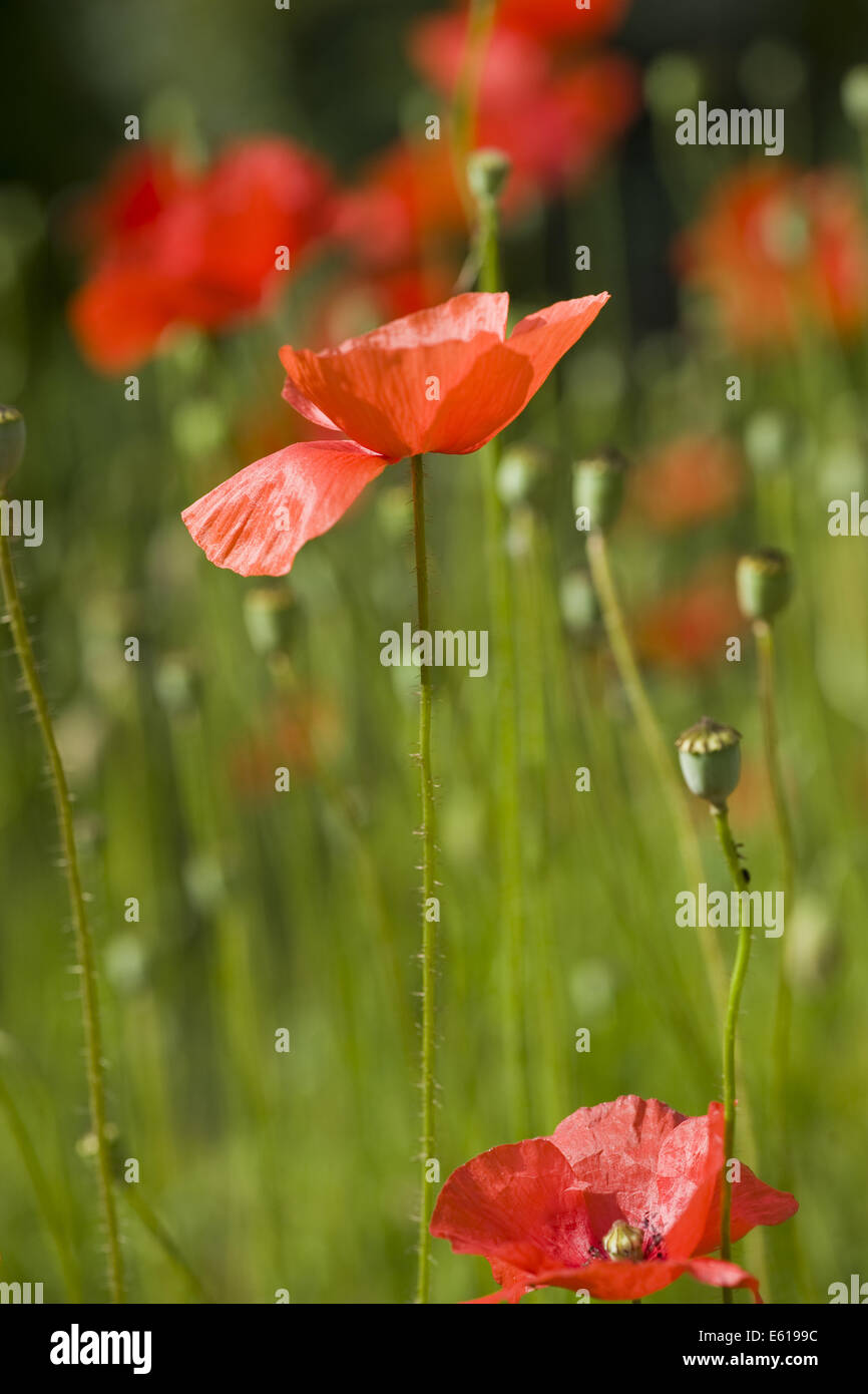 Corn poppy hi-res stock photography and images - Alamy