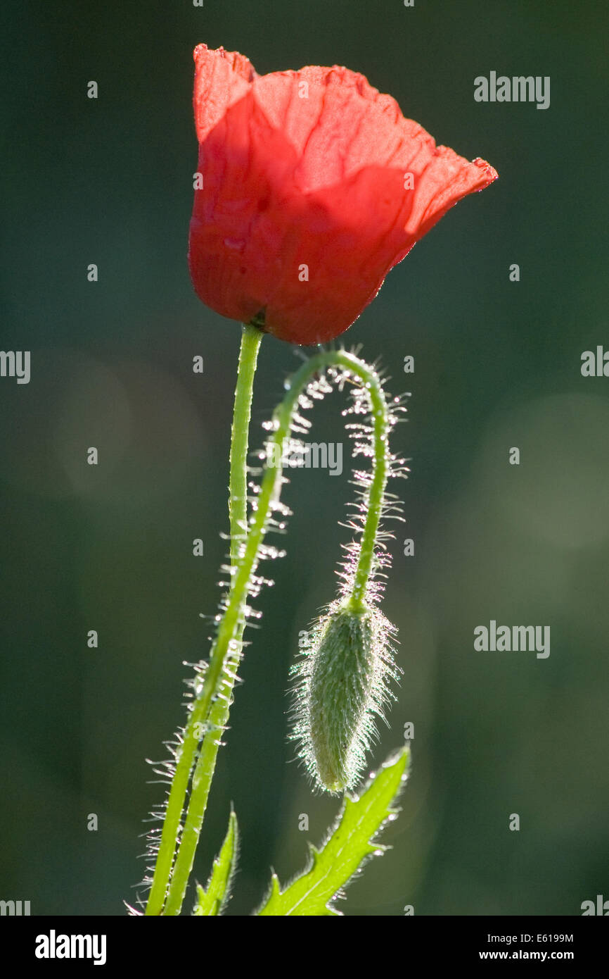 Red corn poppies papaver rhoeas flowering field poppy hi-res stock ...