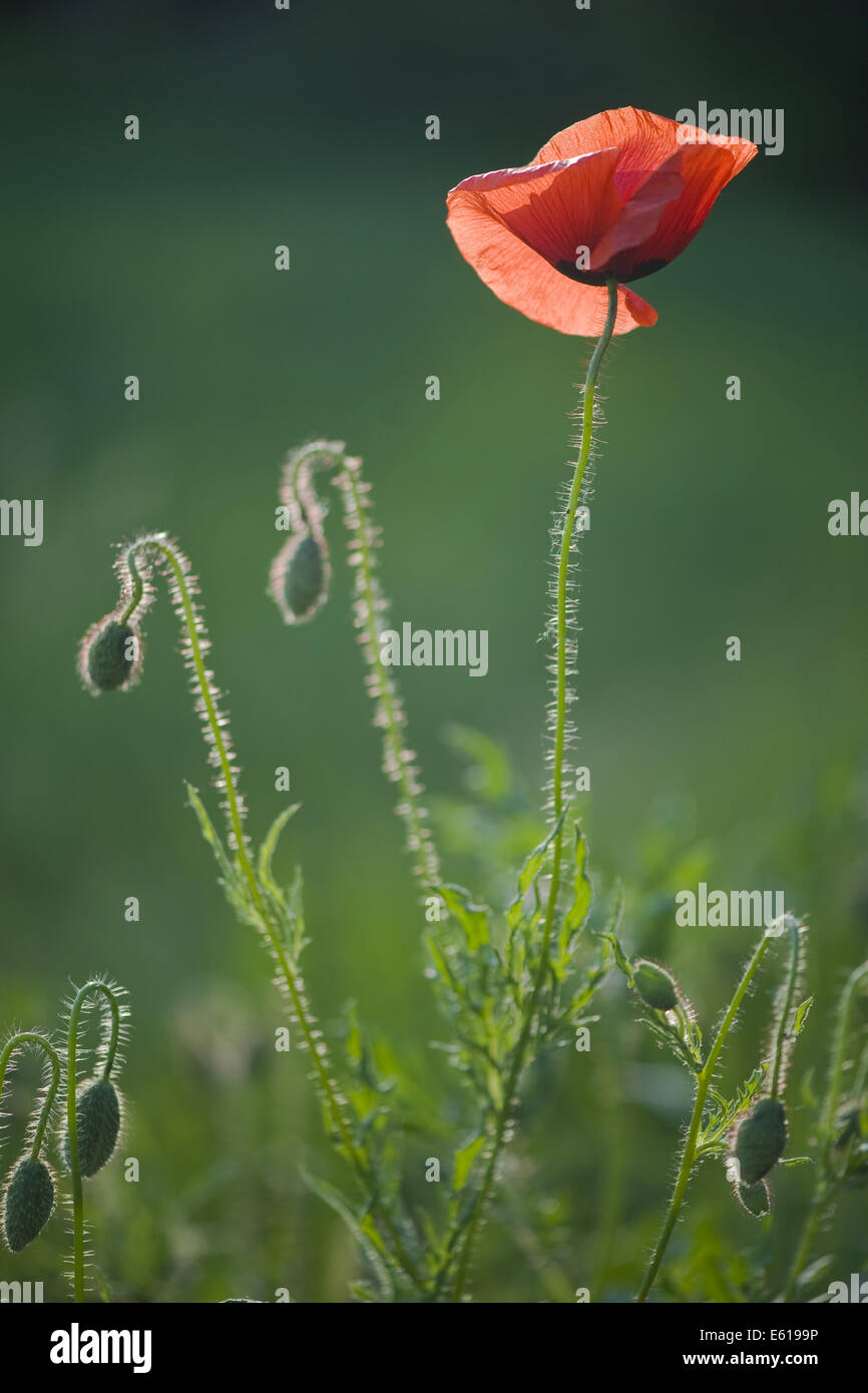 corn poppy, papaver rhoeas Stock Photo - Alamy