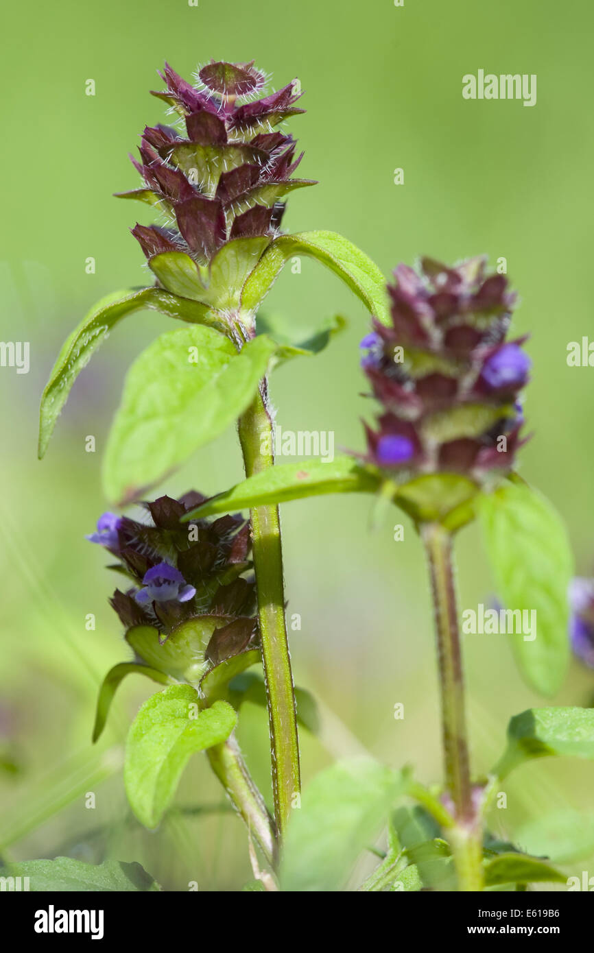 Prunella vulgaris hi-res stock photography and images - Alamy