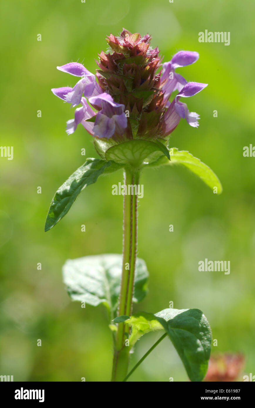 common self-heal, prunella vulgaris Stock Photo - Alamy