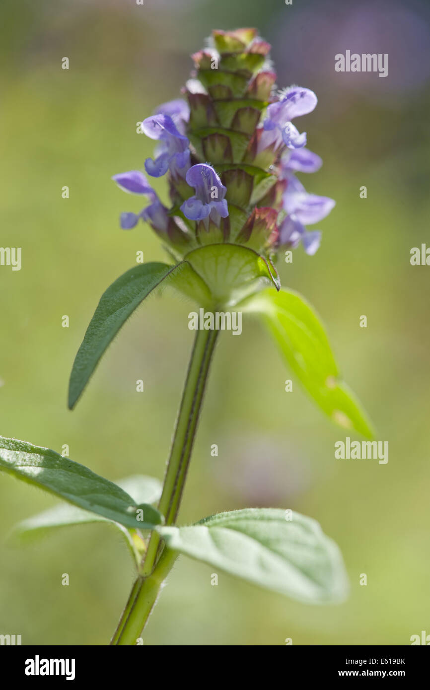 common self-heal, prunella vulgaris Stock Photo - Alamy