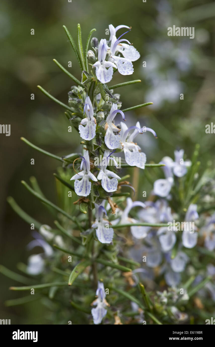 rosemary, rosmarinus officinalis Stock Photo - Alamy