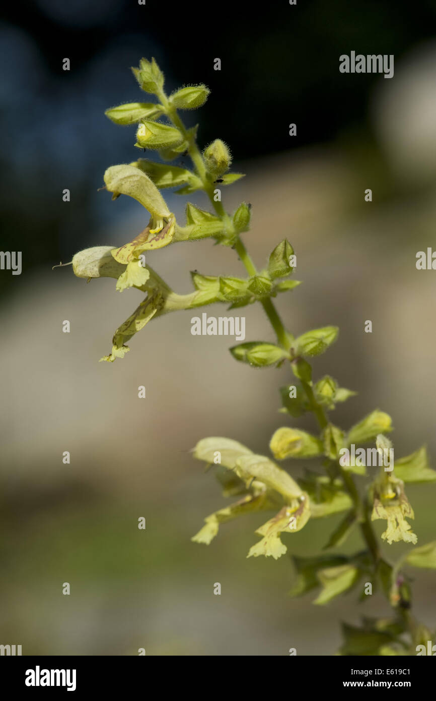 sticky sage, salvia glutinosa Stock Photo - Alamy