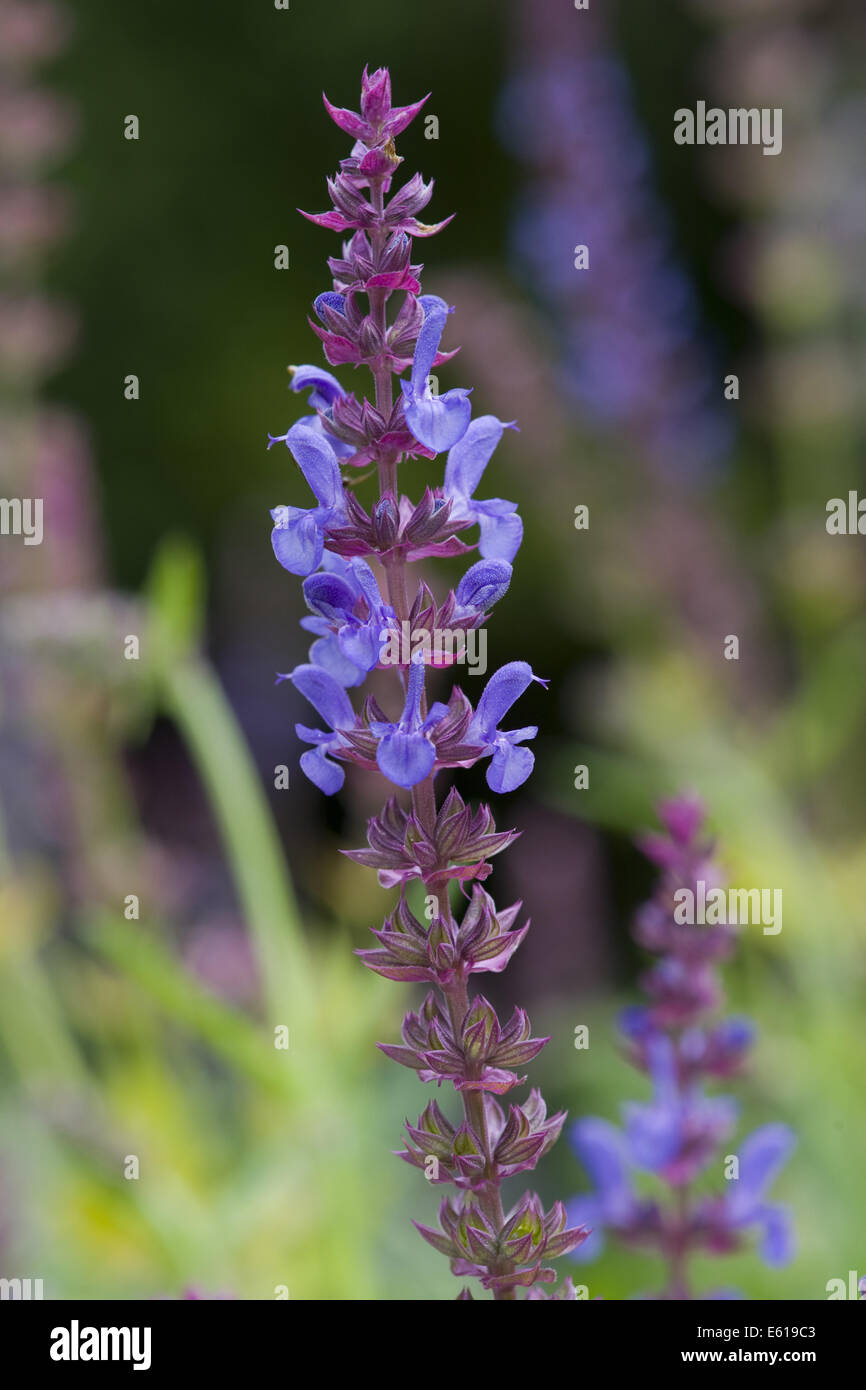 Salvia Nemorosa High Resolution Stock Photography and Images - Alamy
