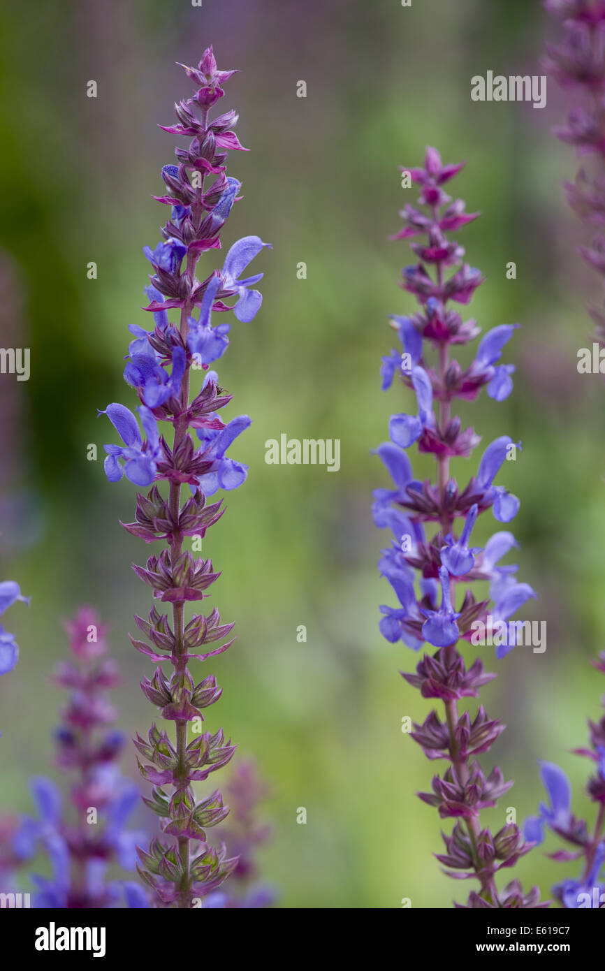 woodland sage, salvia nemorosa Stock Photo - Alamy