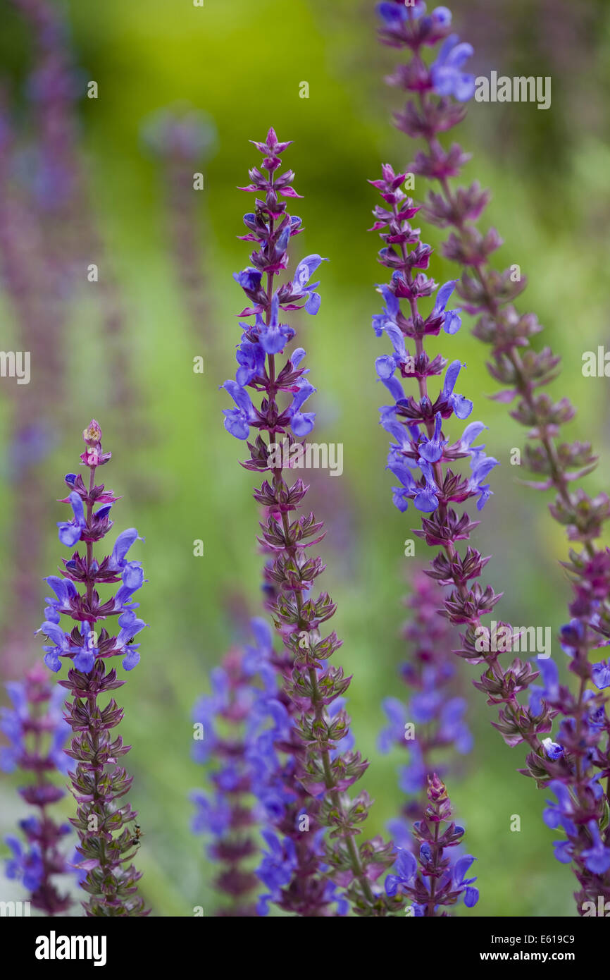 woodland sage, salvia nemorosa Stock Photo - Alamy