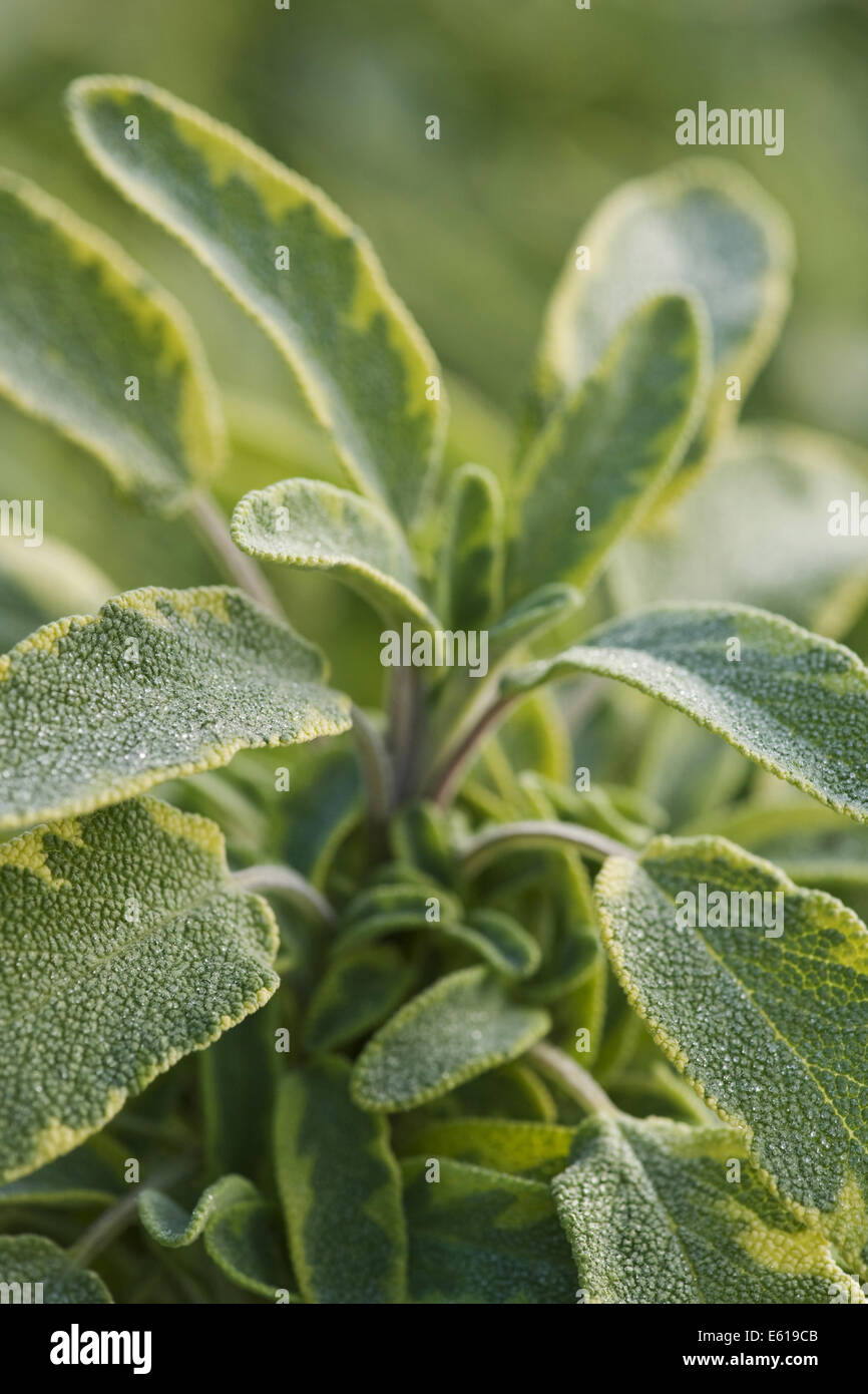Salvia aurea hi-res stock photography and images - Alamy