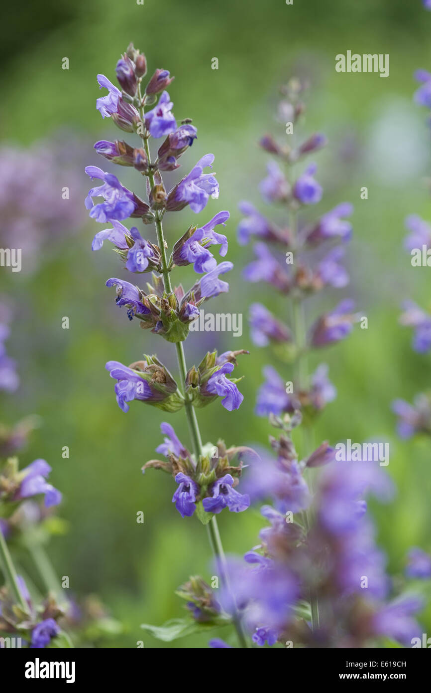 Salvia officinalis herb sage hi-res stock photography and images - Alamy