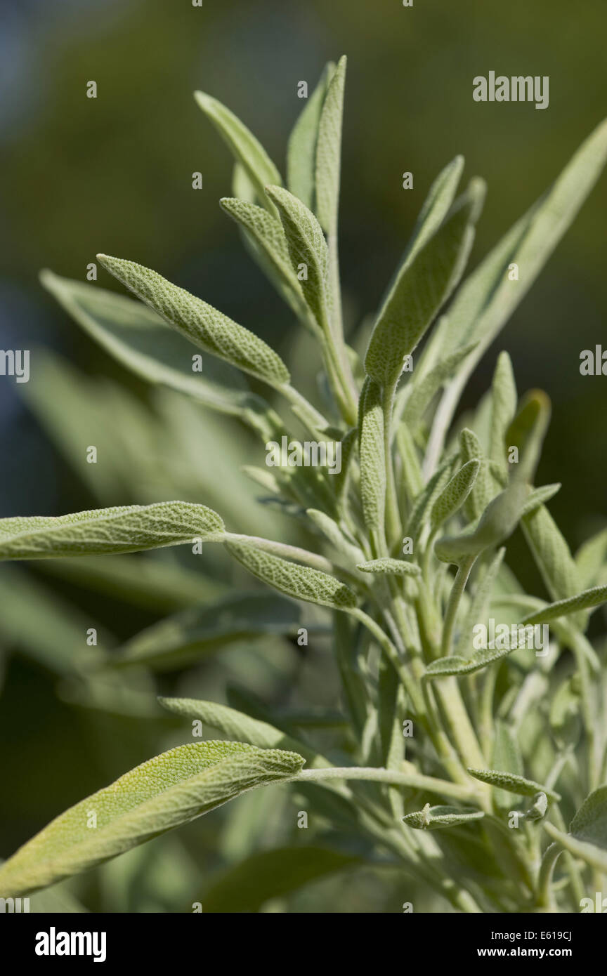 Sage flowers salvia officinalis hi-res stock photography and images - Alamy
