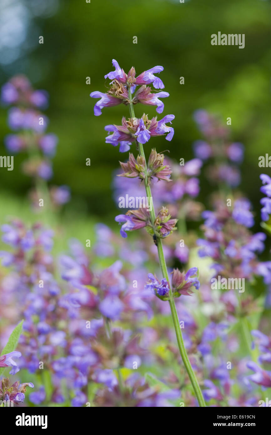 common sage, salvia officinalis Stock Photo - Alamy
