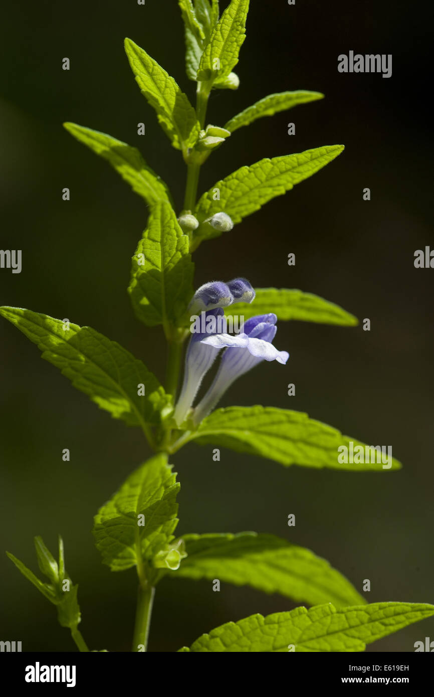 common skullcap, scutellaria galericulata Stock Photo - Alamy