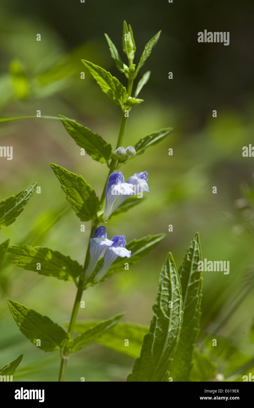 common skullcap, scutellaria galericulata Stock Photo - Alamy
