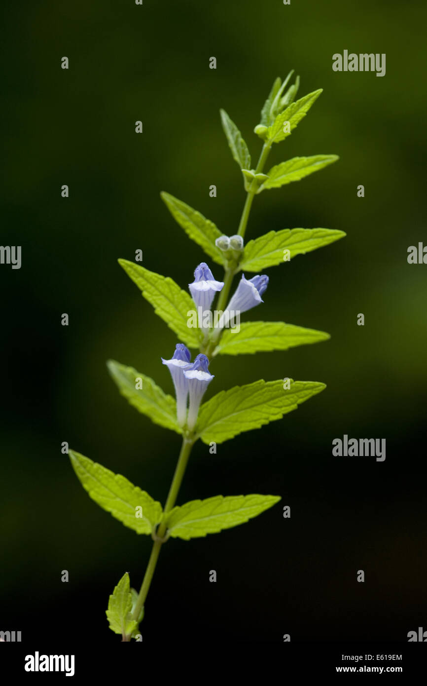 common skullcap, scutellaria galericulata Stock Photo - Alamy