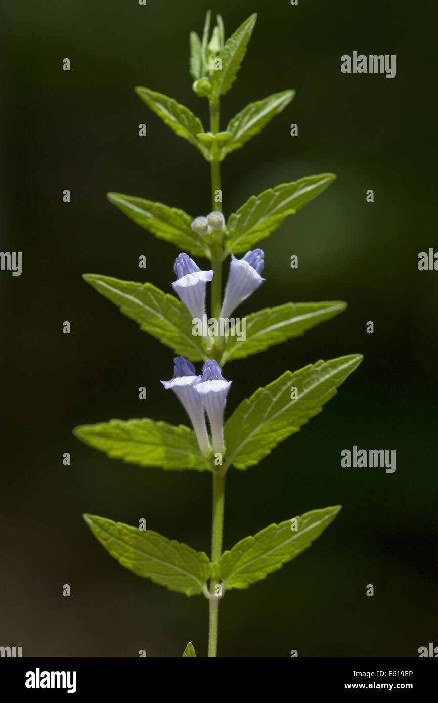 Marsh skullcap hi-res stock photography and images - Alamy