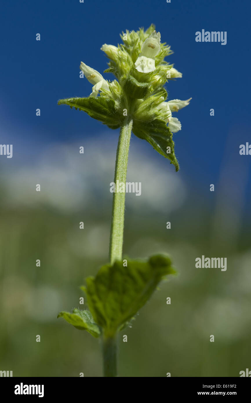 yellow betony, stachys alopecurus Stock Photo - Alamy