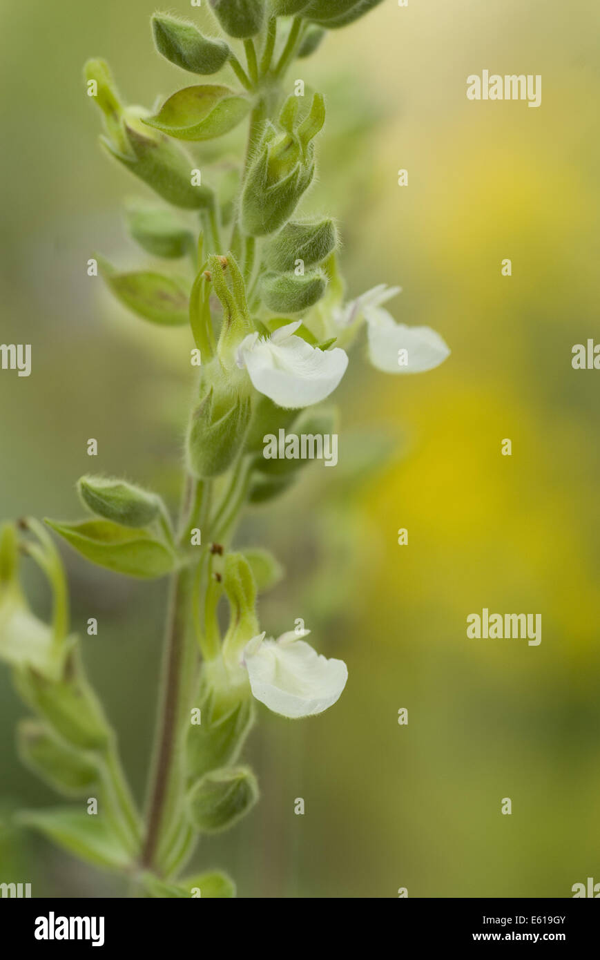 Teucrium Flower High Resolution Stock Photography and Images - Alamy