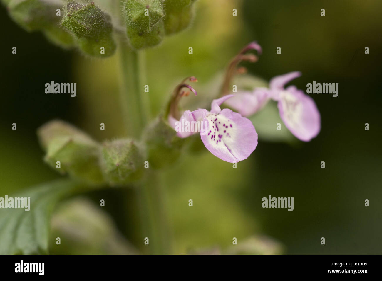 cat thyme, teucrium marum Stock Photo - Alamy