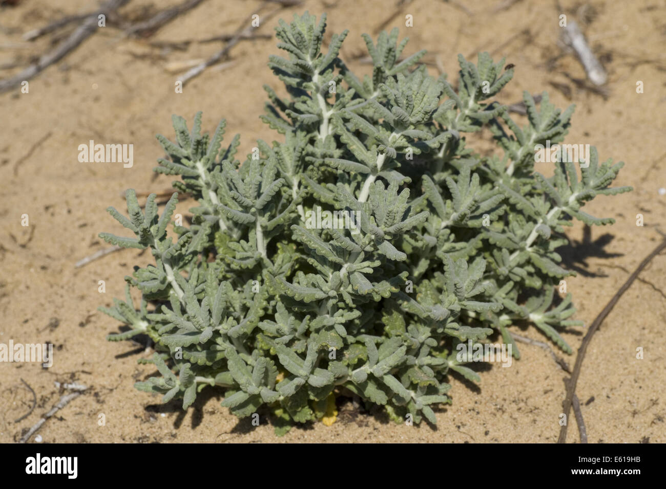 Teucrium Polium High Resolution Stock Photography and Images - Alamy