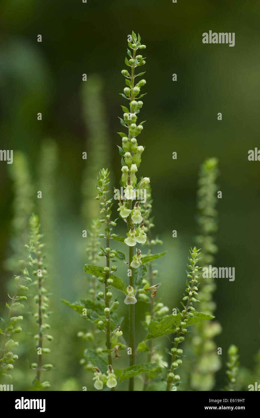 woodland germander, teucrium scorodonia Stock Photo - Alamy