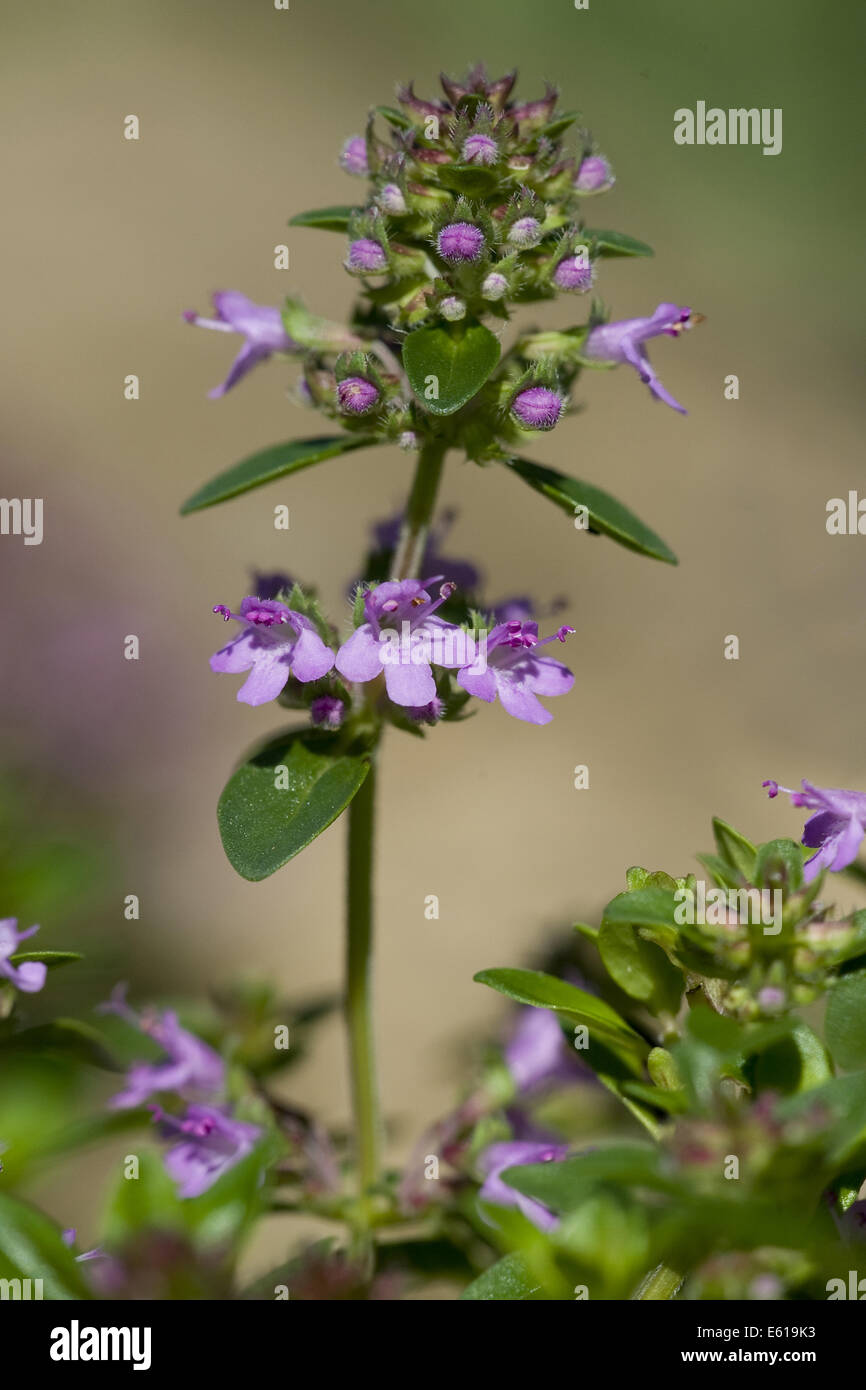 lemon thyme, thymus pulegioides Stock Photo - Alamy