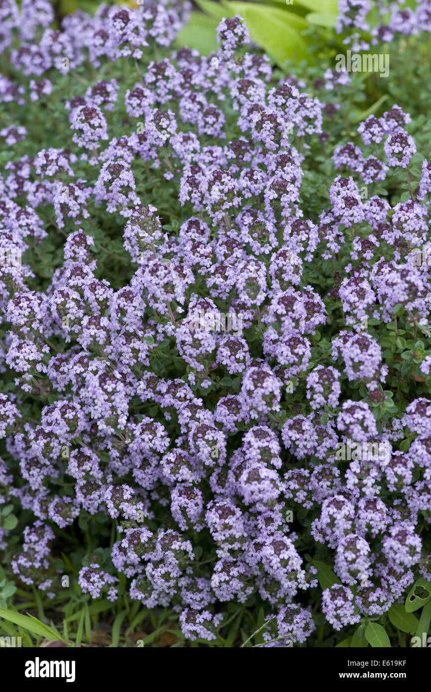 Thymus vulgaris hi-res stock photography and images - Alamy