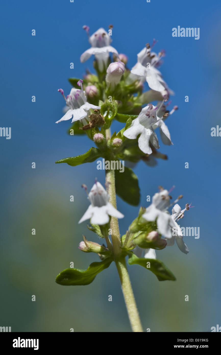 Common thyme thymus vulgaris hi-res stock photography and images - Alamy