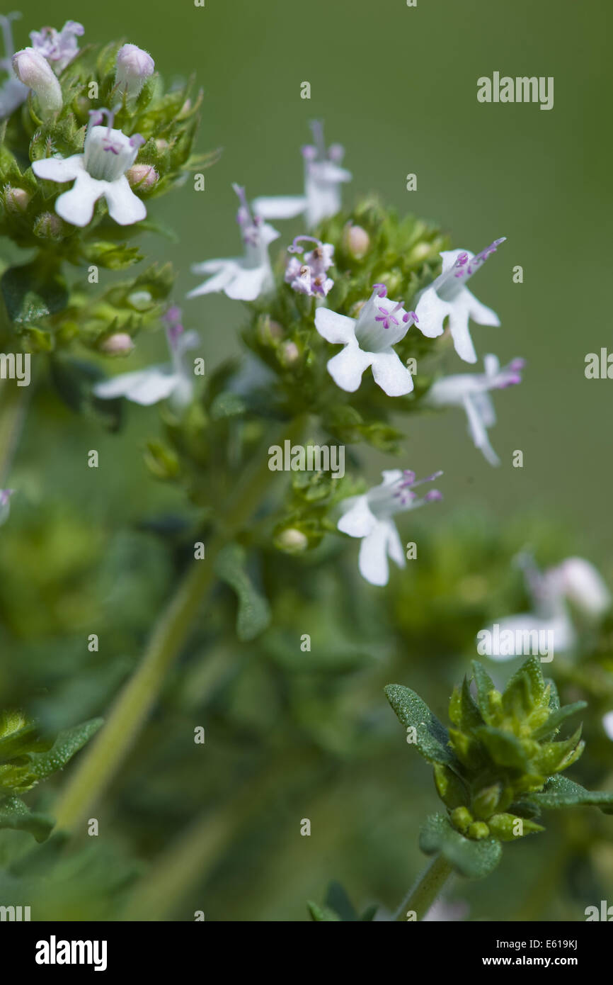 common thyme, thymus vulgaris Stock Photo - Alamy