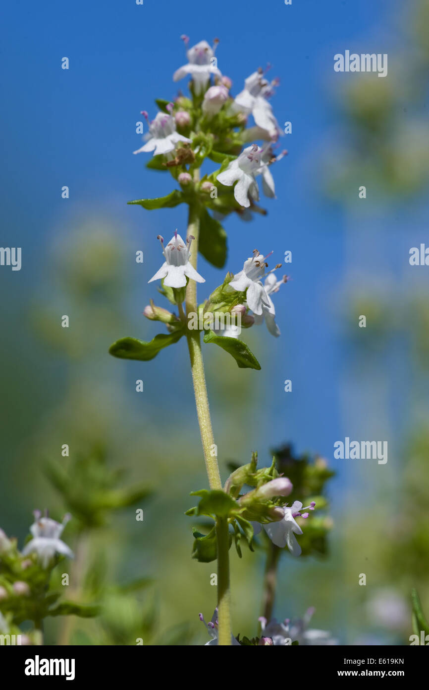 common thyme, thymus vulgaris Stock Photo - Alamy
