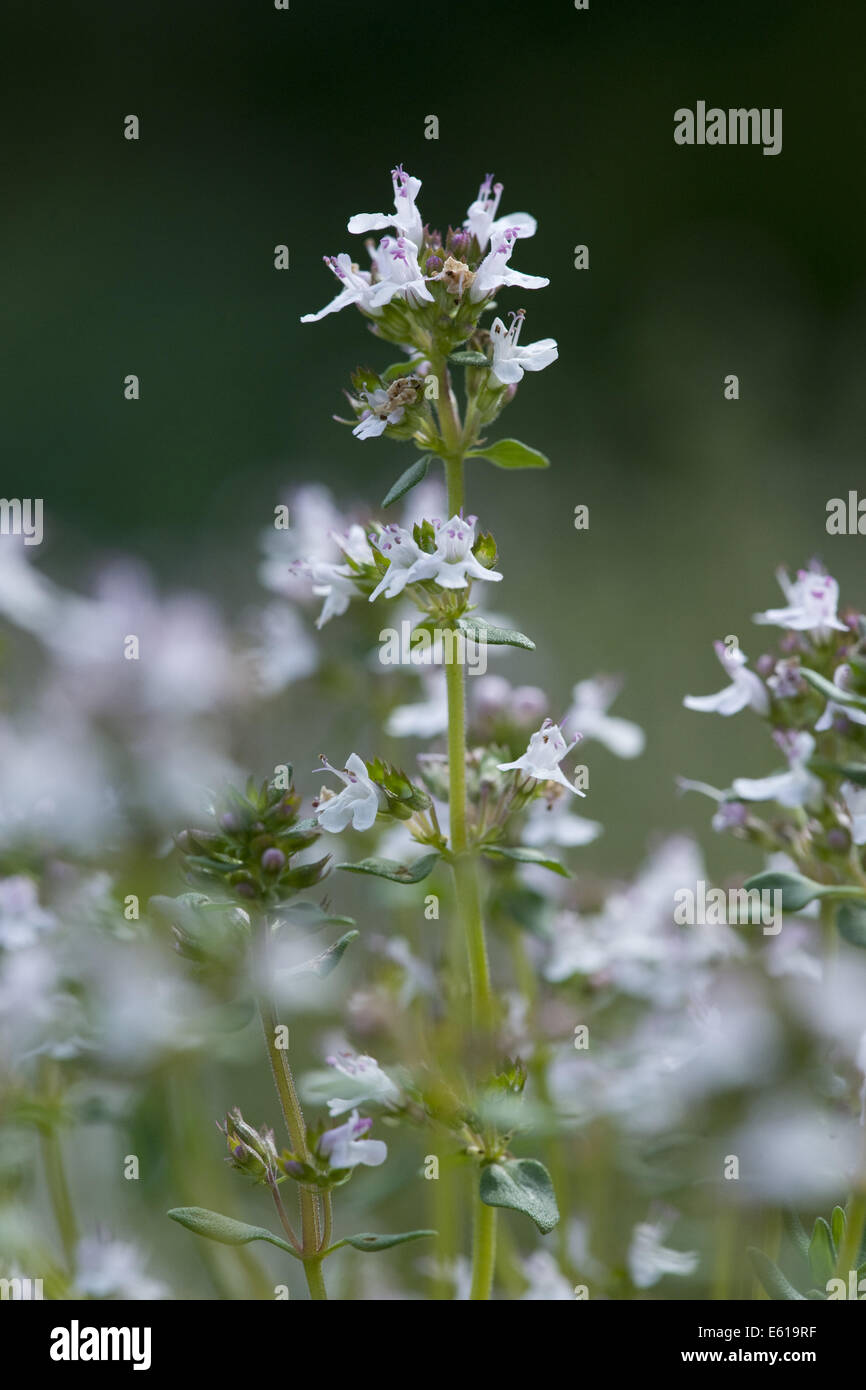 common thyme, thymus vulgaris Stock Photo - Alamy