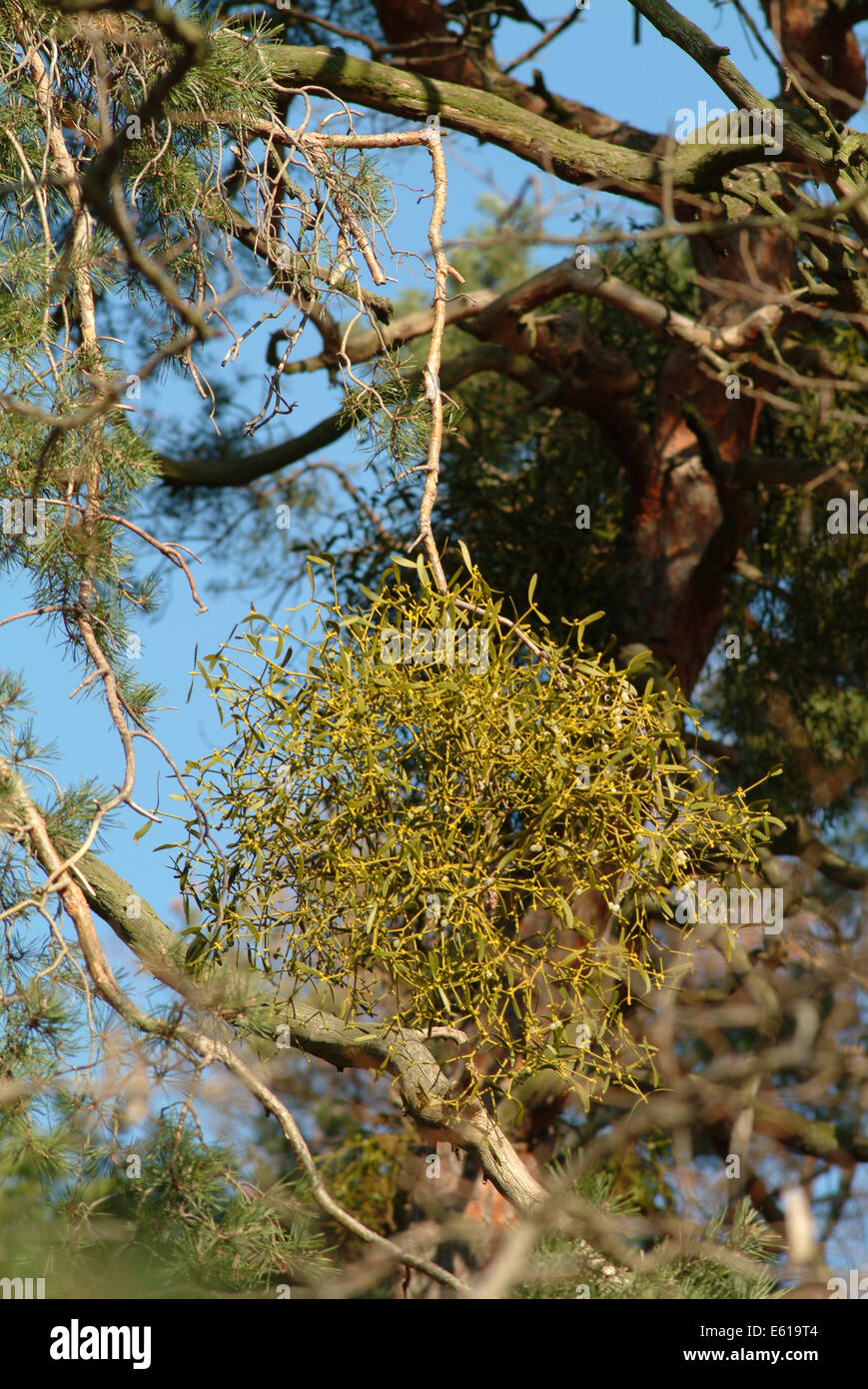 Common Mistletoes High Resolution Stock Photography and Images - Alamy