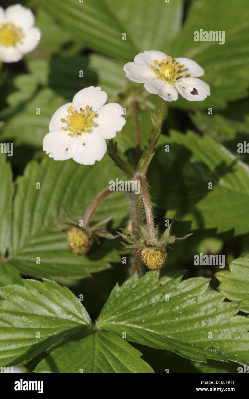 musk strawberry, fragaria moschata Stock Photo - Alamy
