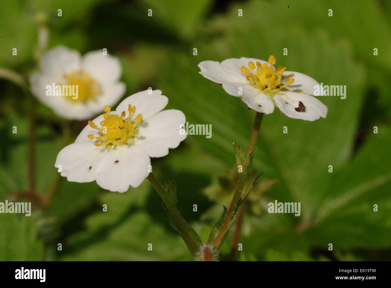 musk strawberry, fragaria moschata Stock Photo - Alamy