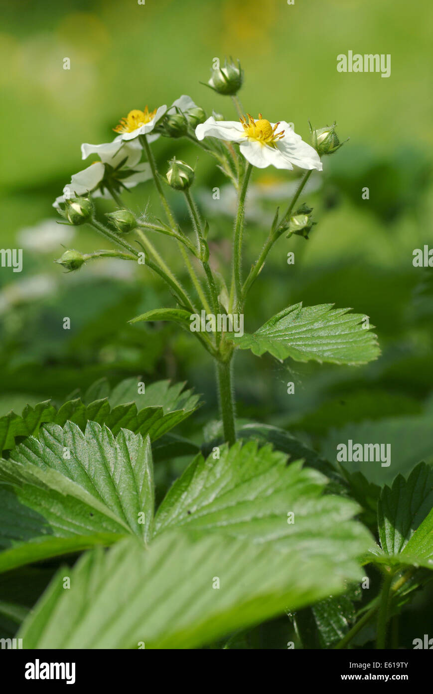 musk strawberry, fragaria moschata Stock Photo - Alamy