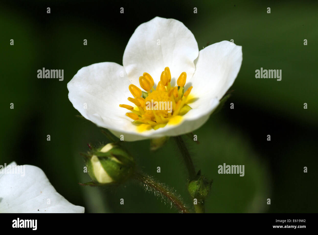 musk strawberry, fragaria moschata Stock Photo - Alamy