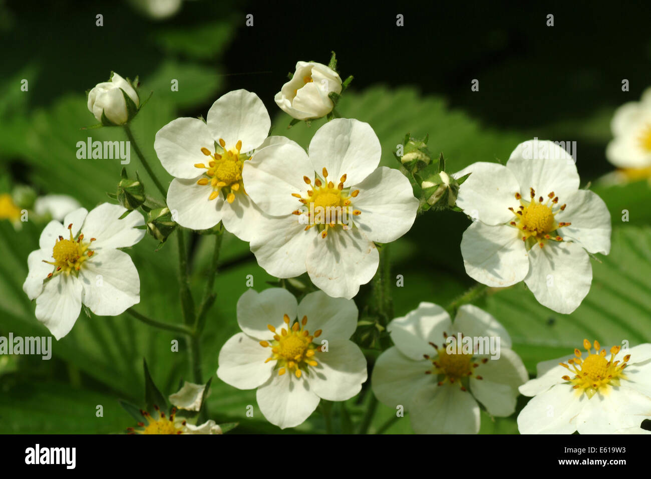 musk strawberry, fragaria moschata Stock Photo - Alamy