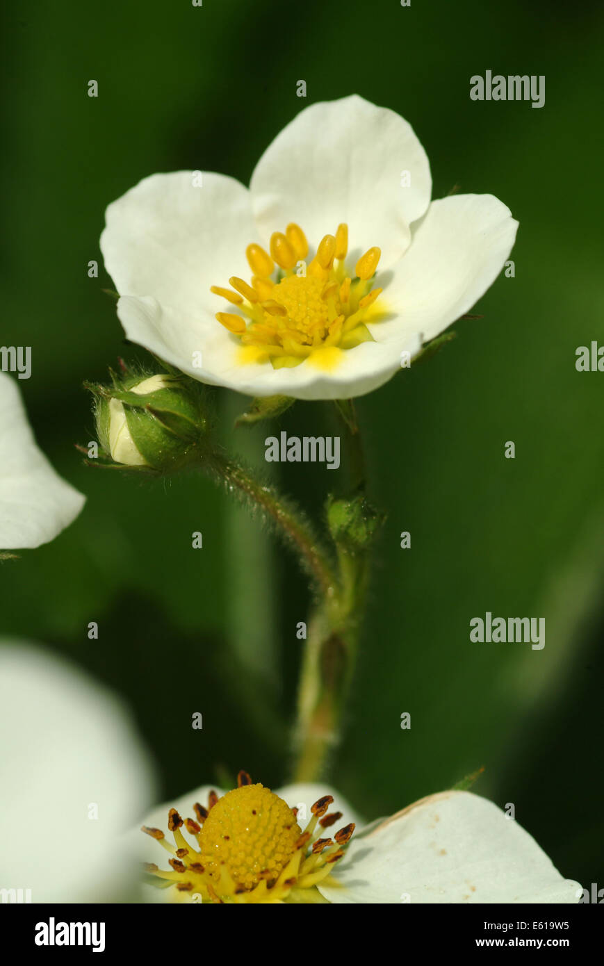 musk strawberry, fragaria moschata Stock Photo - Alamy