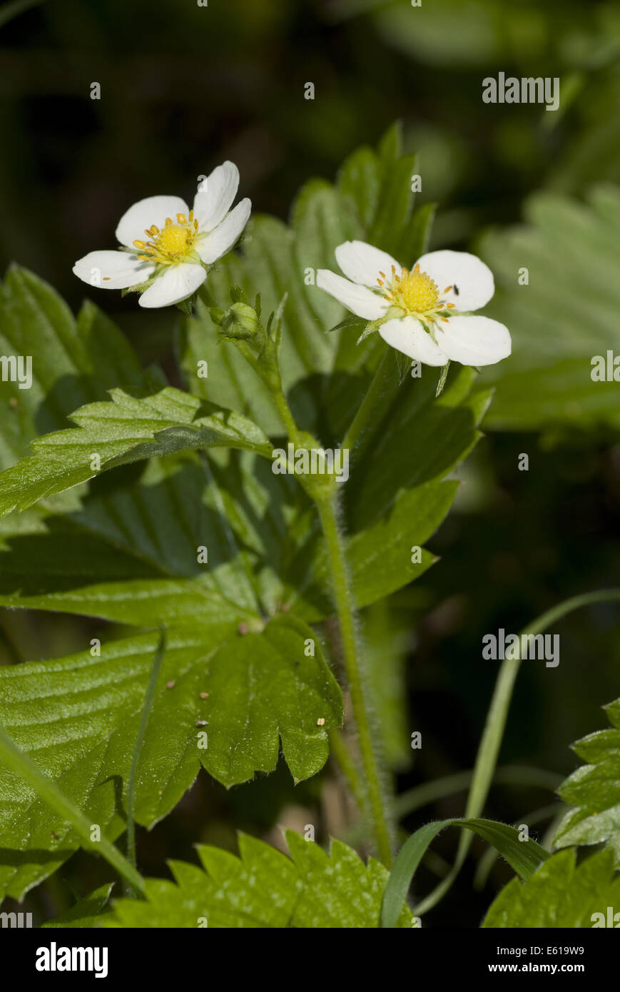 wild strawberry, fragaria vesca Stock Photo - Alamy