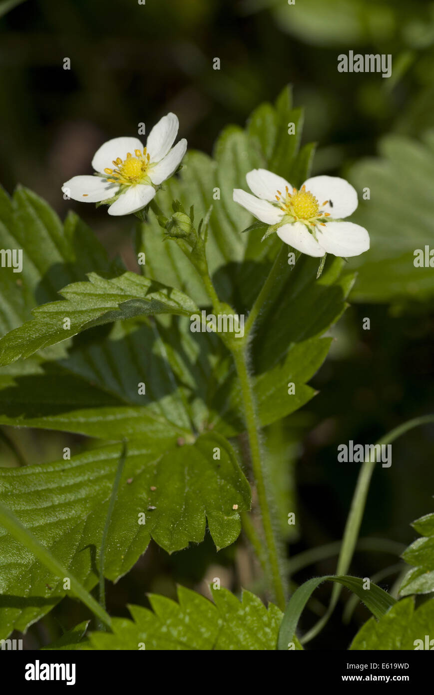 Fragaria Vesca Minnesota