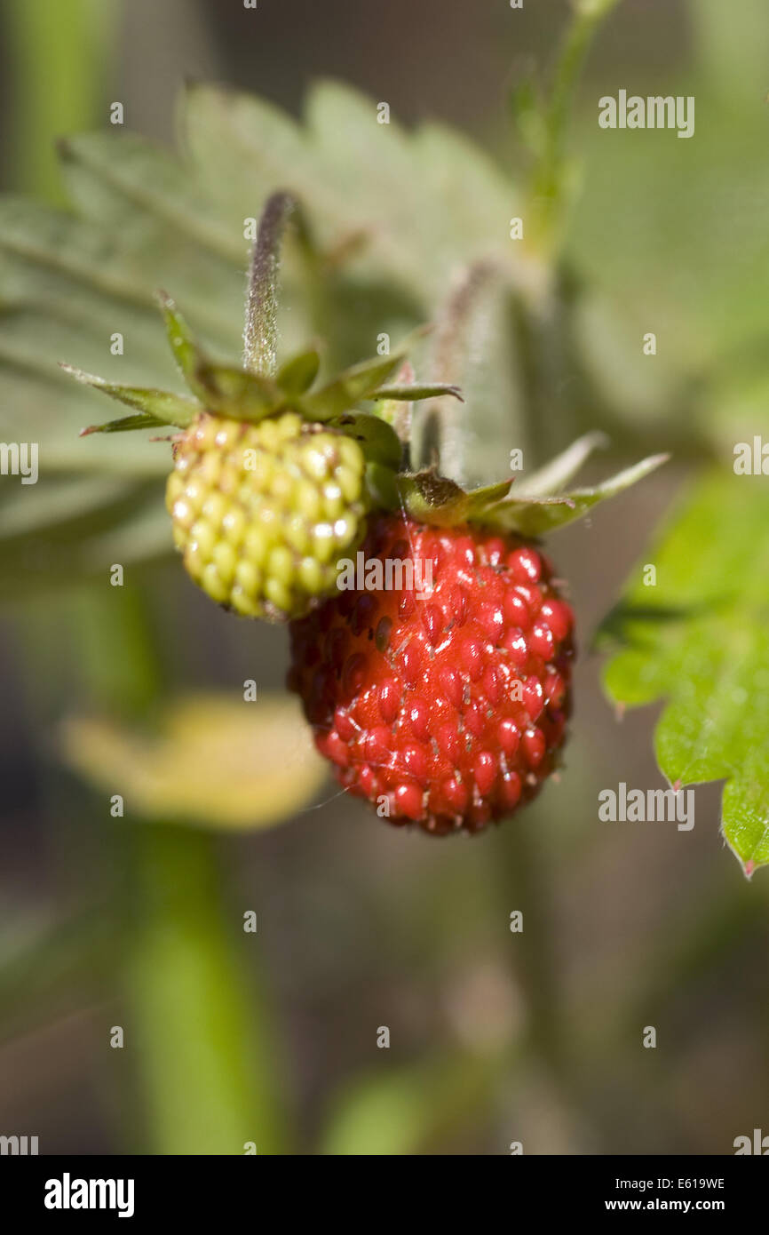 wild strawberry, fragaria vesca Stock Photo - Alamy