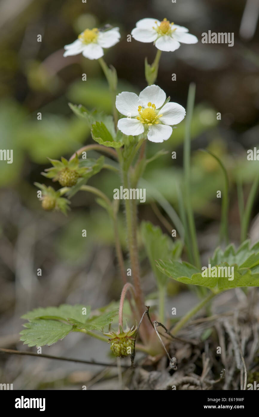 wild strawberry, fragaria vesca Stock Photo - Alamy