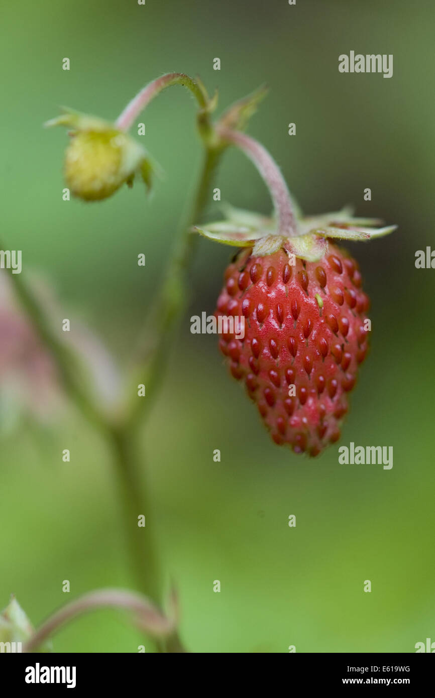 wild strawberry, fragaria vesca Stock Photo - Alamy