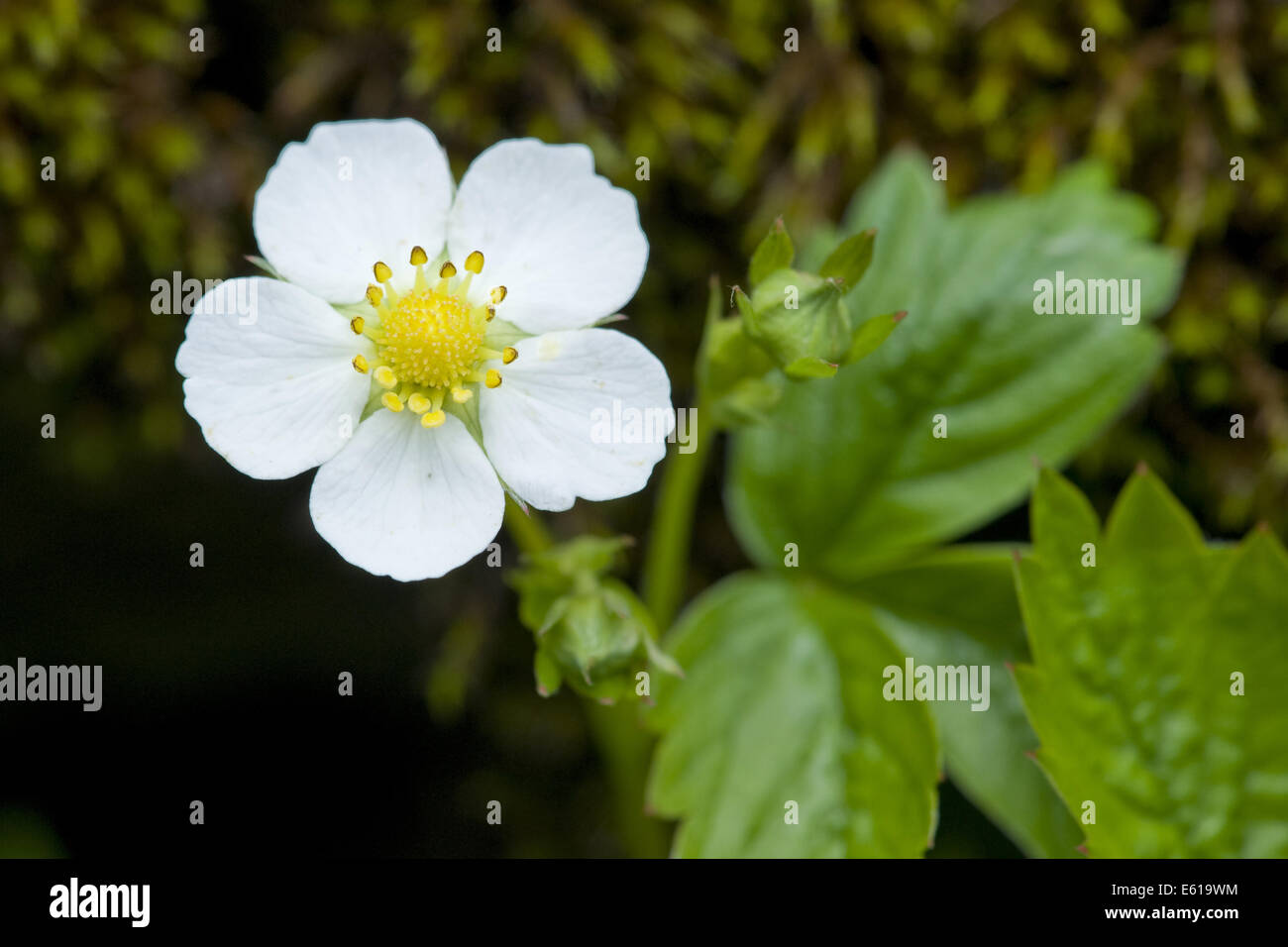 wild strawberry, fragaria vesca Stock Photo - Alamy