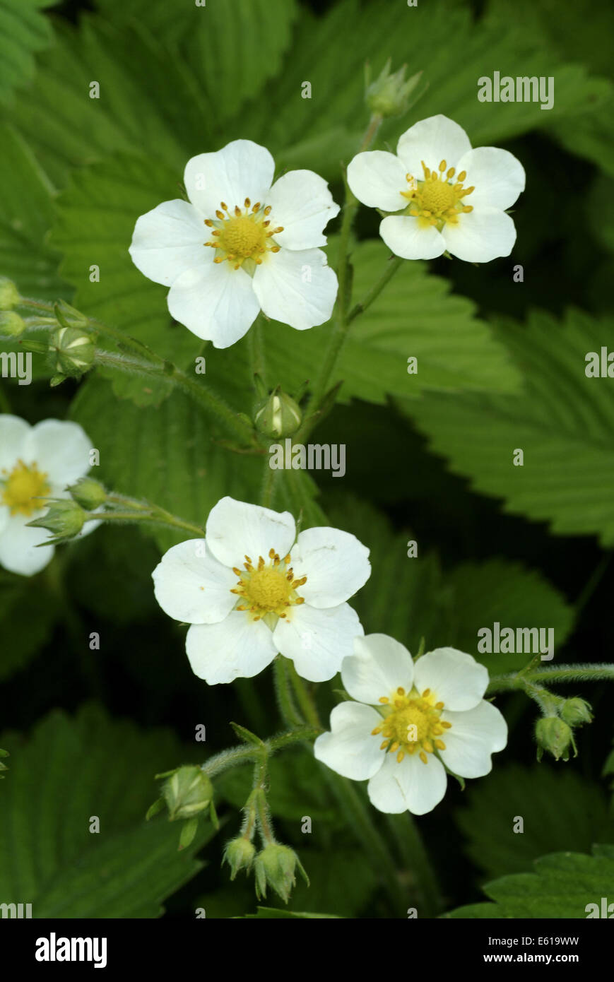 garden strawberry, fragaria x ananassa Stock Photo - Alamy