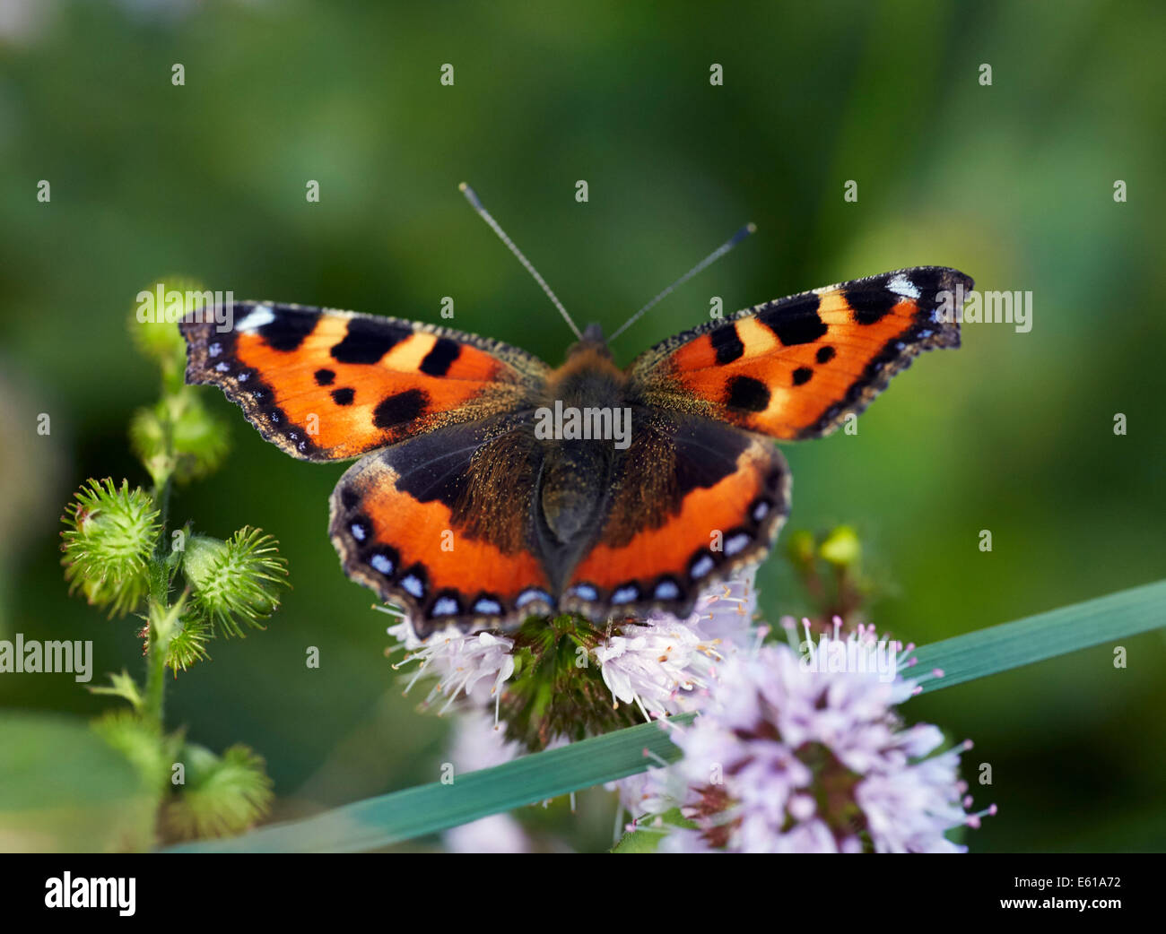 Small tortoiseshell butterfly hi-res stock photography and images - Alamy