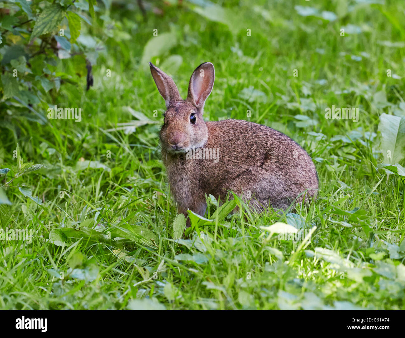Common rabbit uk hi-res stock photography and images - Alamy